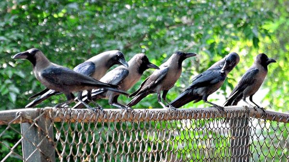 Professor concerned over ‘disappearance’ of crows - The Hindu
