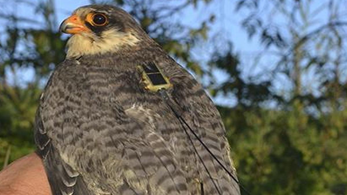 KGF welcomes an Amur falcon - The Hindu