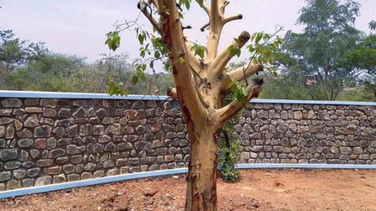 Translocated trees in Ballari begin sprouting - The Hindu