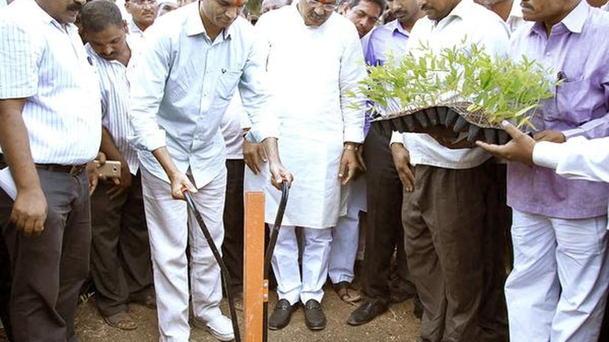 New transplanting system for tur cultivation - The Hindu