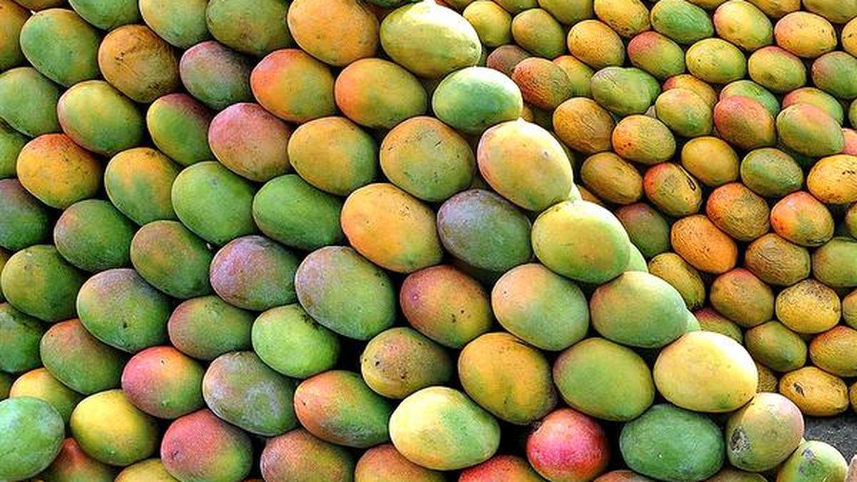More mango ripening chambers to be set up in Karnataka - The Hindu