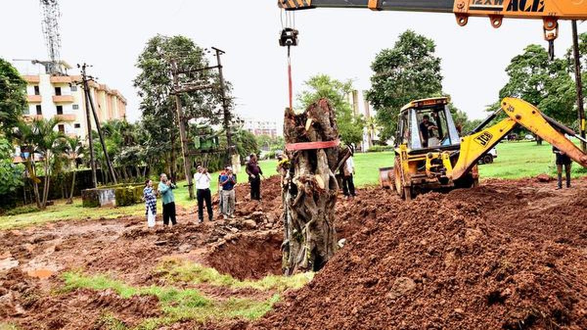 Uprooted 60-year banyan tree gets a new life in MIT - The Hindu