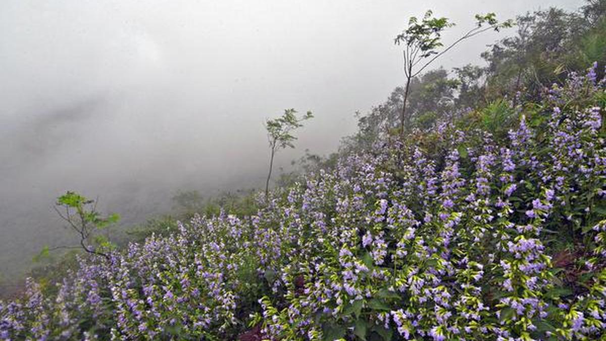 Head to Sandur to see a flower that blooms once in 12 years - The Hindu