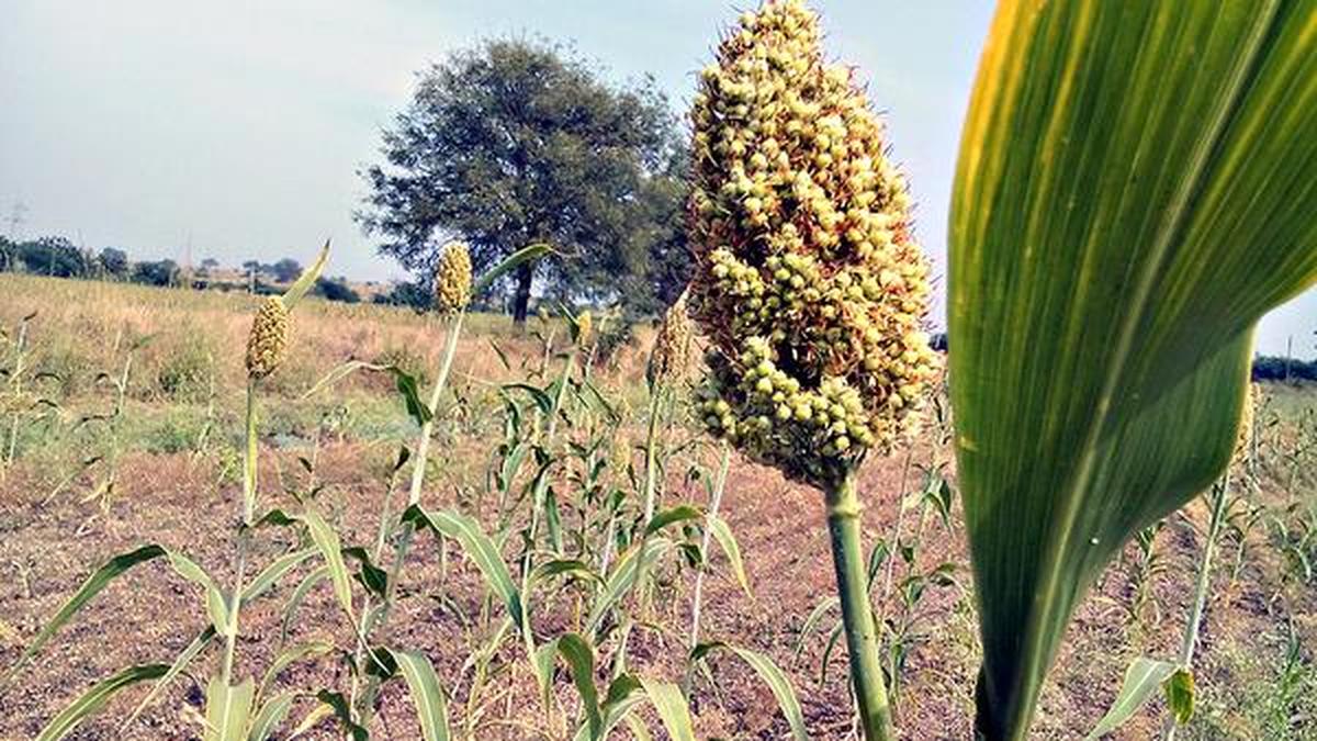 Rain comes as a blessing for rabi crops - The Hindu