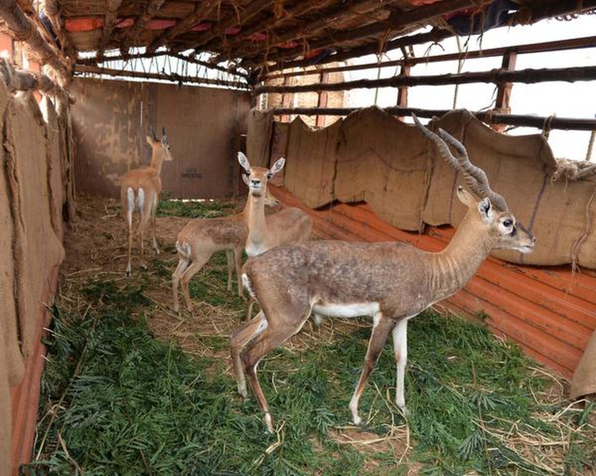 State to get new zoo near Hampi on November 3 - The Hindu