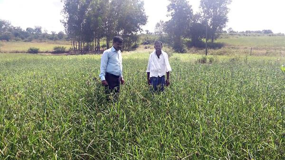 Mysuru farmers take to ragi in a big way - The Hindu