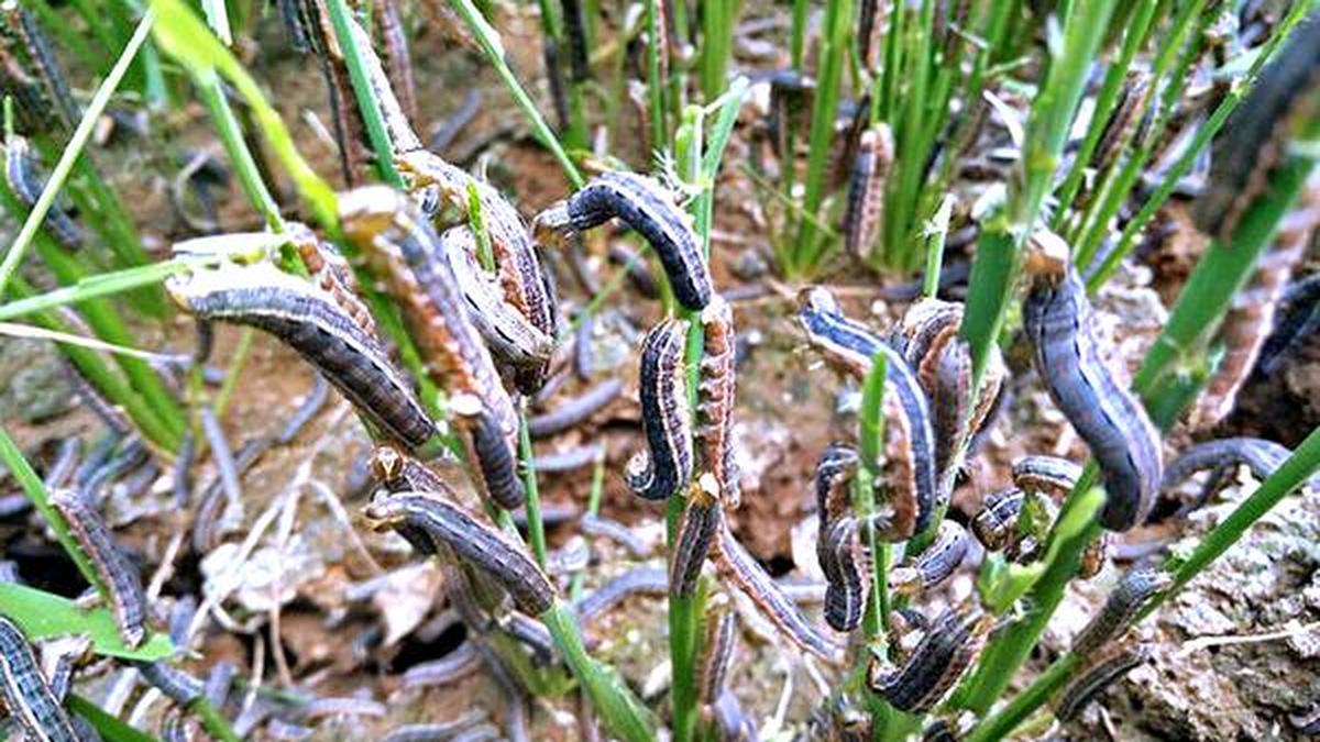 Paddy across 4,000 hectares infested with armyworm - The Hindu