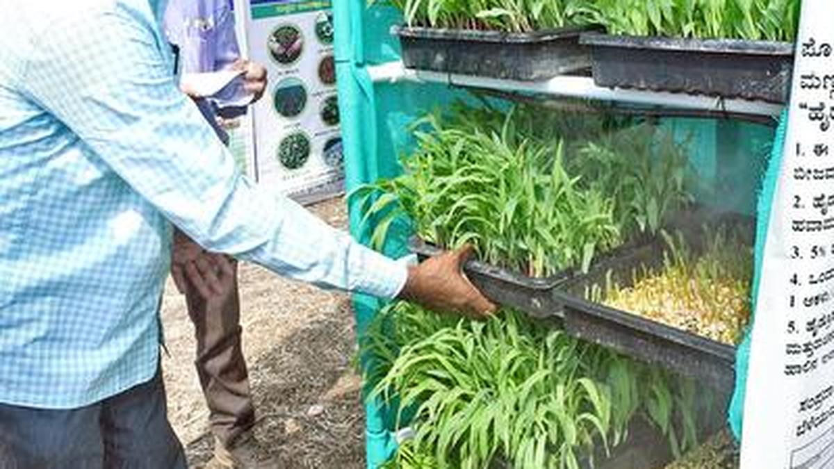 Landless can take up dairy farming using solar hydroponics tech - The Hindu