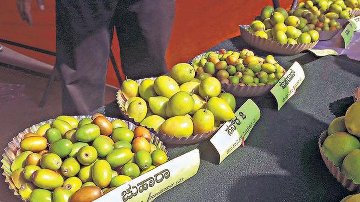 A fruit that is sweet, sour and cost-effective - The Hindu