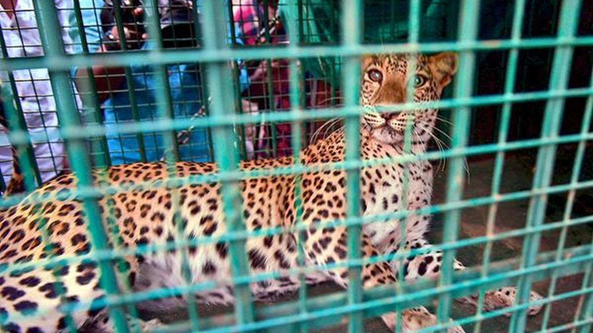 Leopard has a field day - The Hindu
