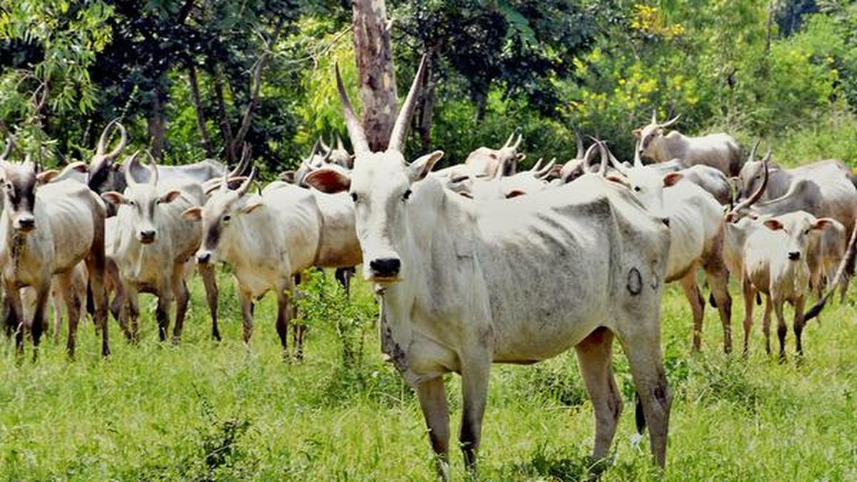 Old Amrit Mahal cows to be given to pvt. goshalas - The Hindu