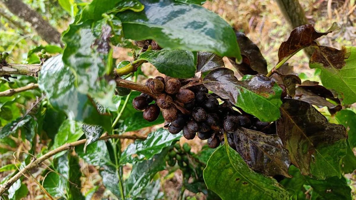 Heavy rains damage coffee crops, plantation infrastructure in Karnataka ...