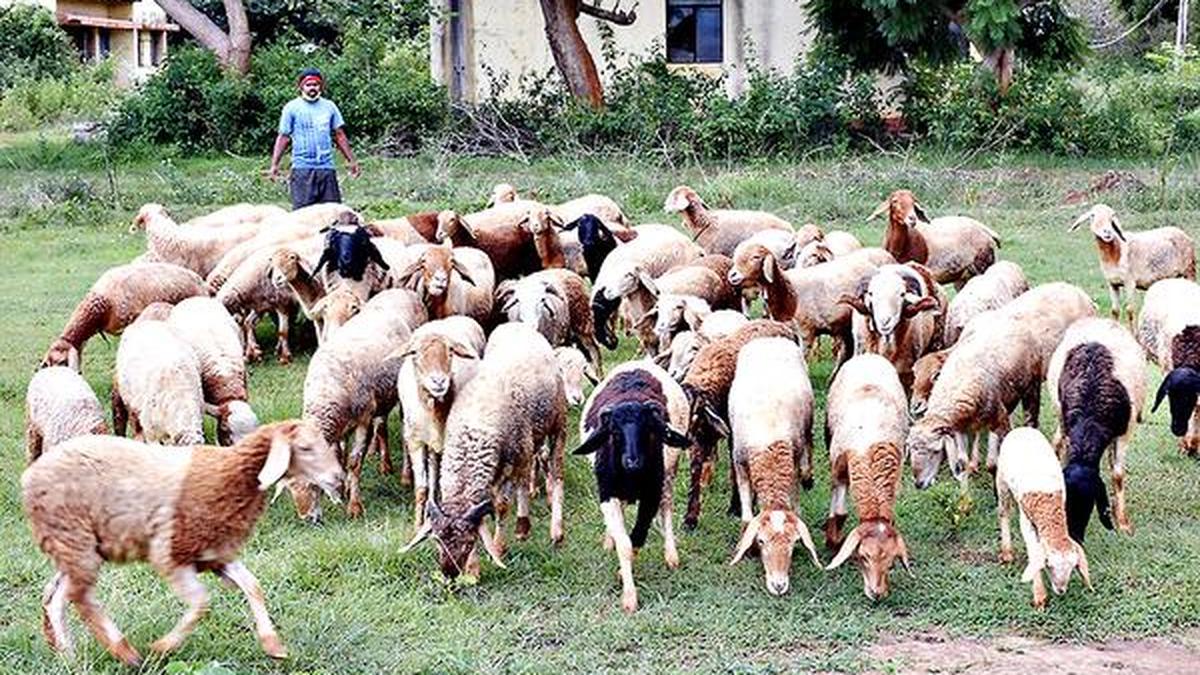 Polytechnic takes up project to conserve native ‘Hassan sheep’ - The Hindu