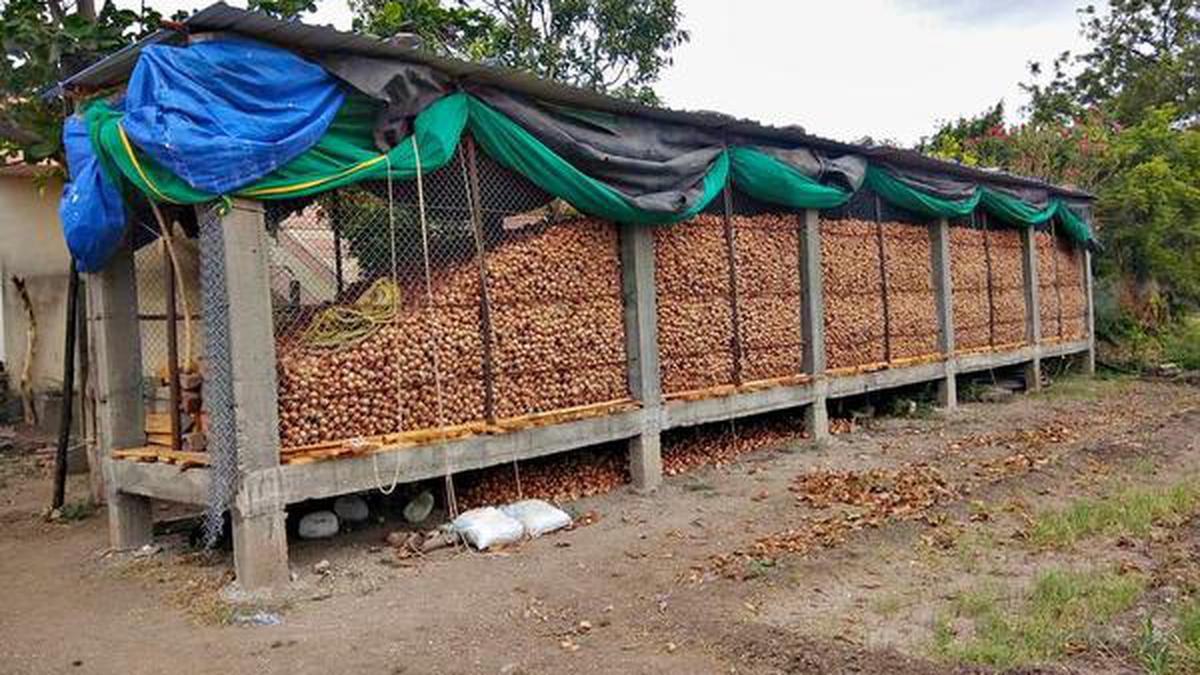 Increasing shelf life of onions, earning a profit - The Hindu