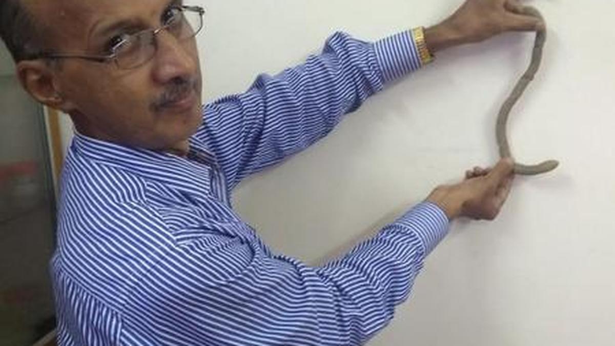 Giant earthworm found at the foot of Western Ghats - The Hindu
