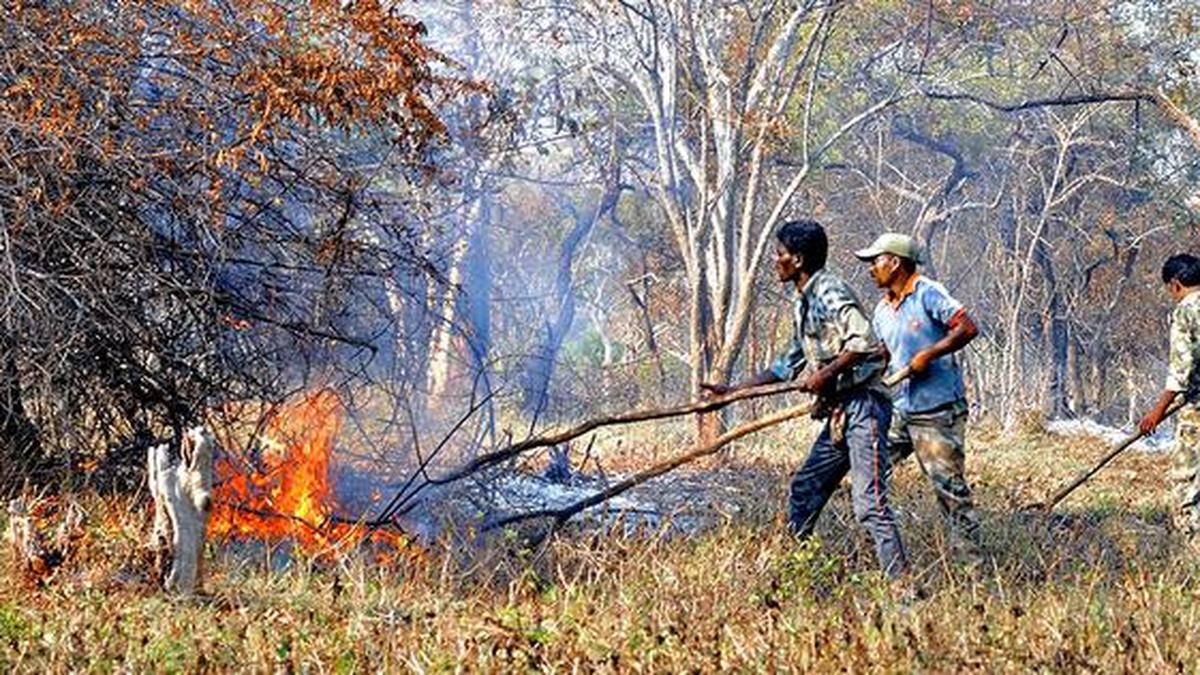 Coordination emphasised to minimise forest fire damage - The Hindu