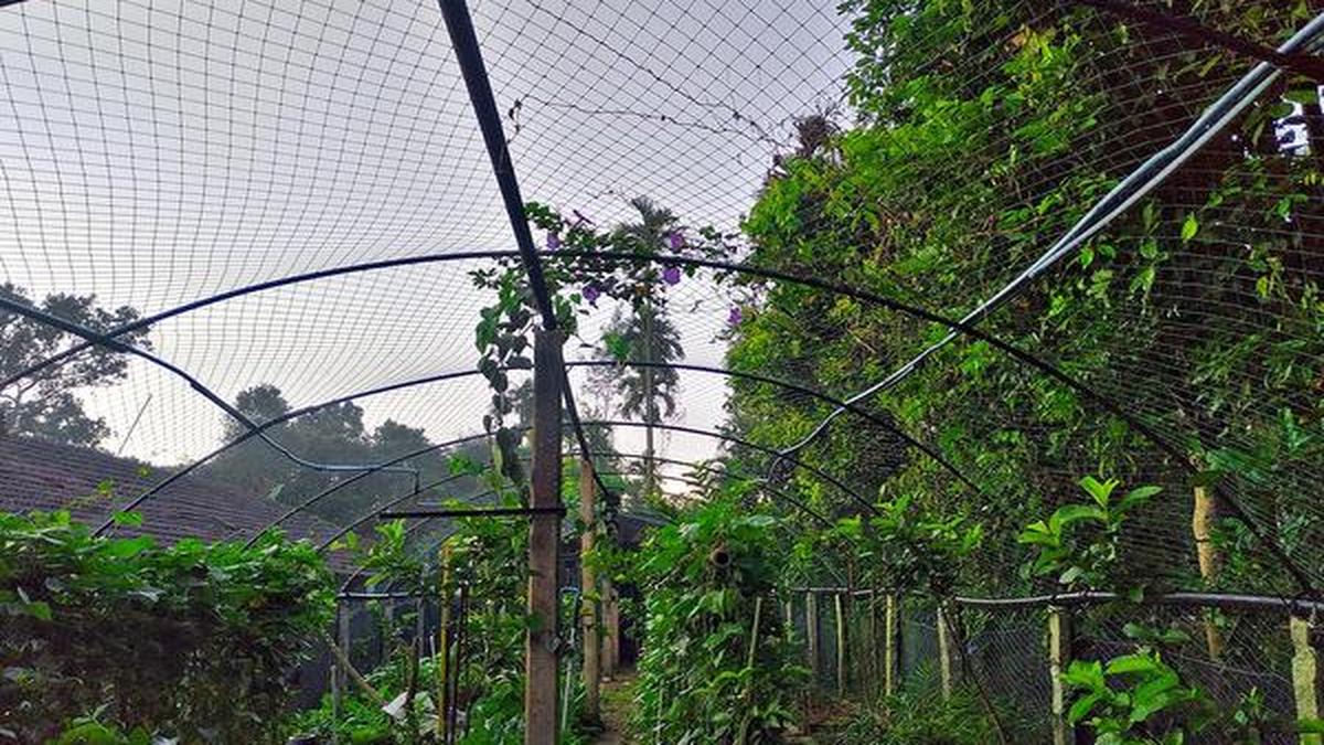 Crop-raiding monkeys haunt farmers in Malnad districts - The Hindu