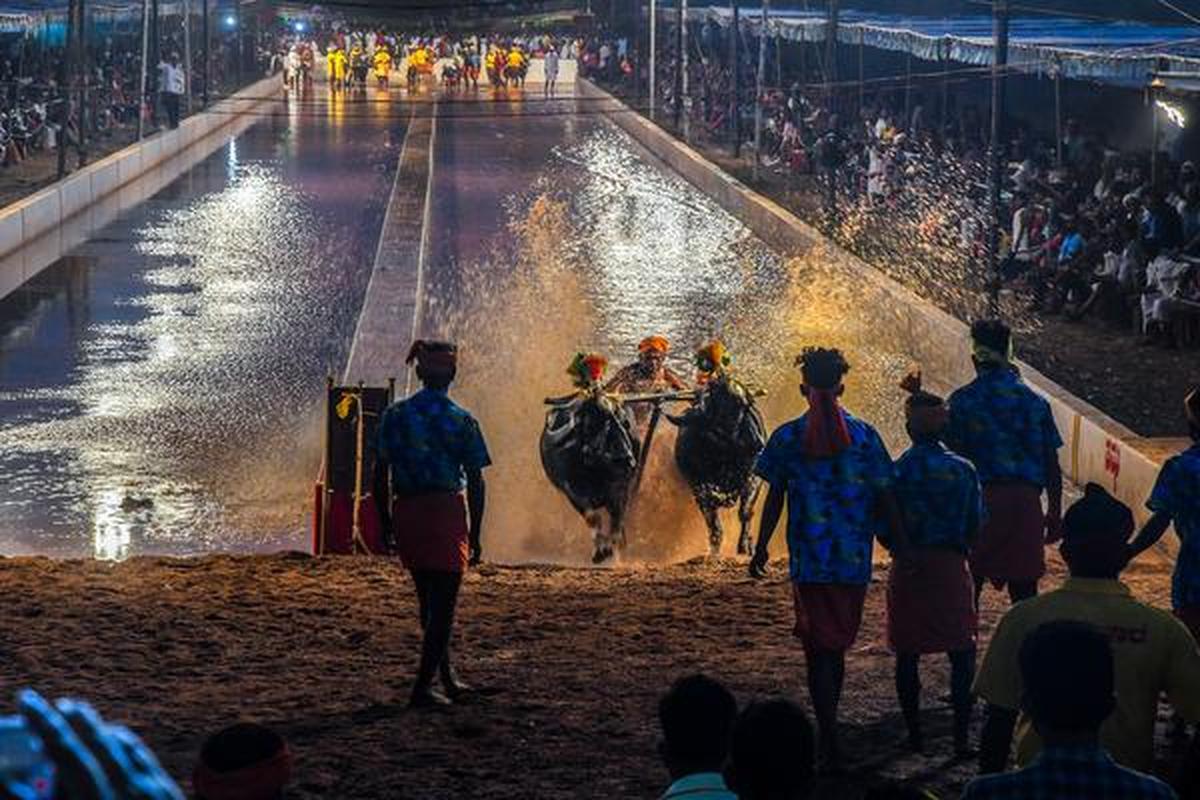 Buffaloes, the ultimate stars of Karnataka’s Kambala race - The Hindu