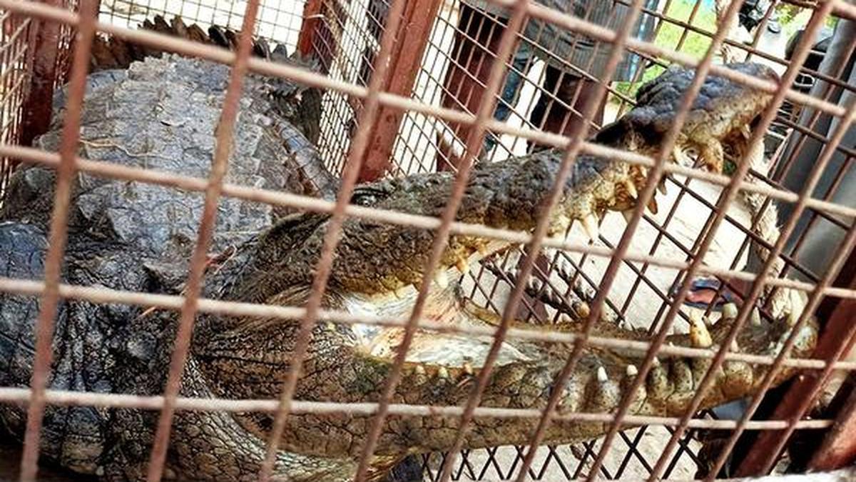 Crocodile captured near Ranganatittu - The Hindu