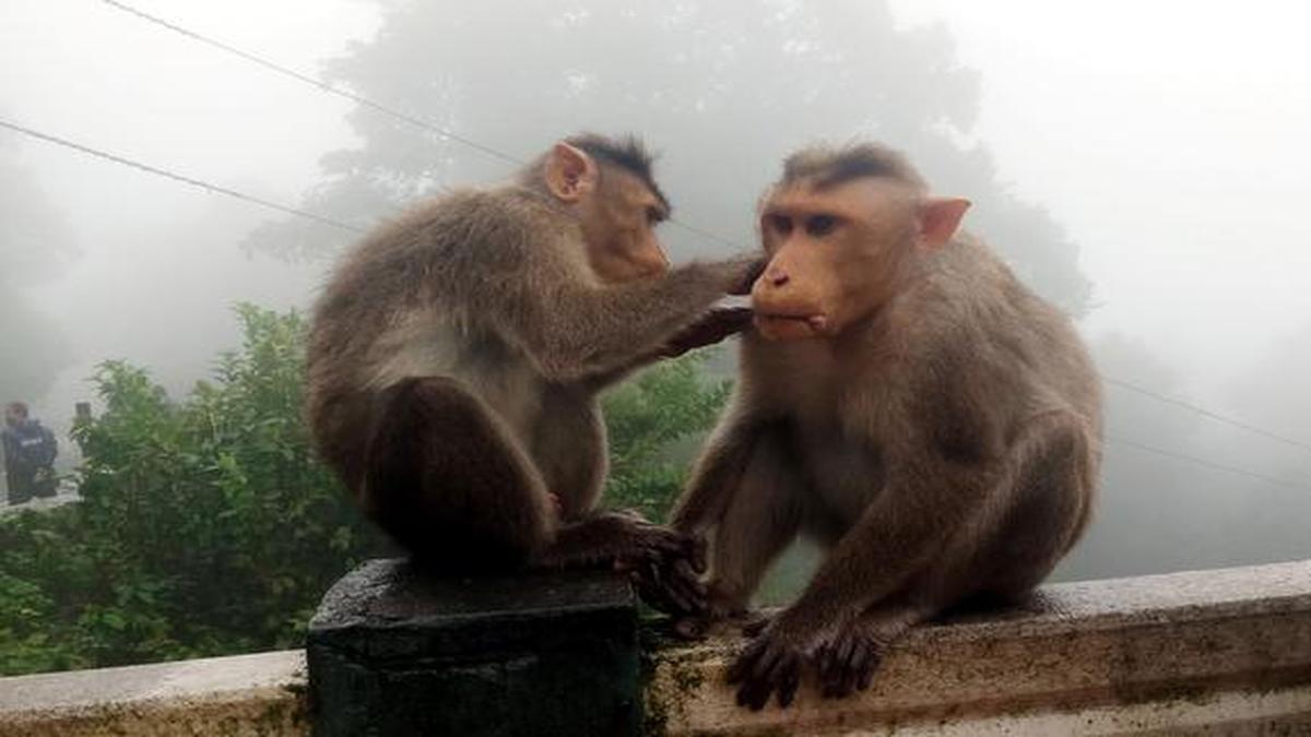 Residents oppose monkey park proposed in Shivamogga district - The Hindu