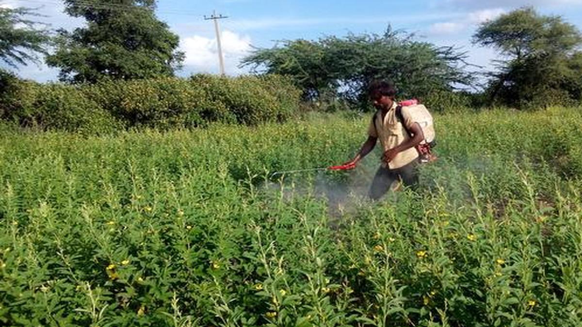 Rains bring hopes of better yield for toor farmers in Vijayapura - The ...