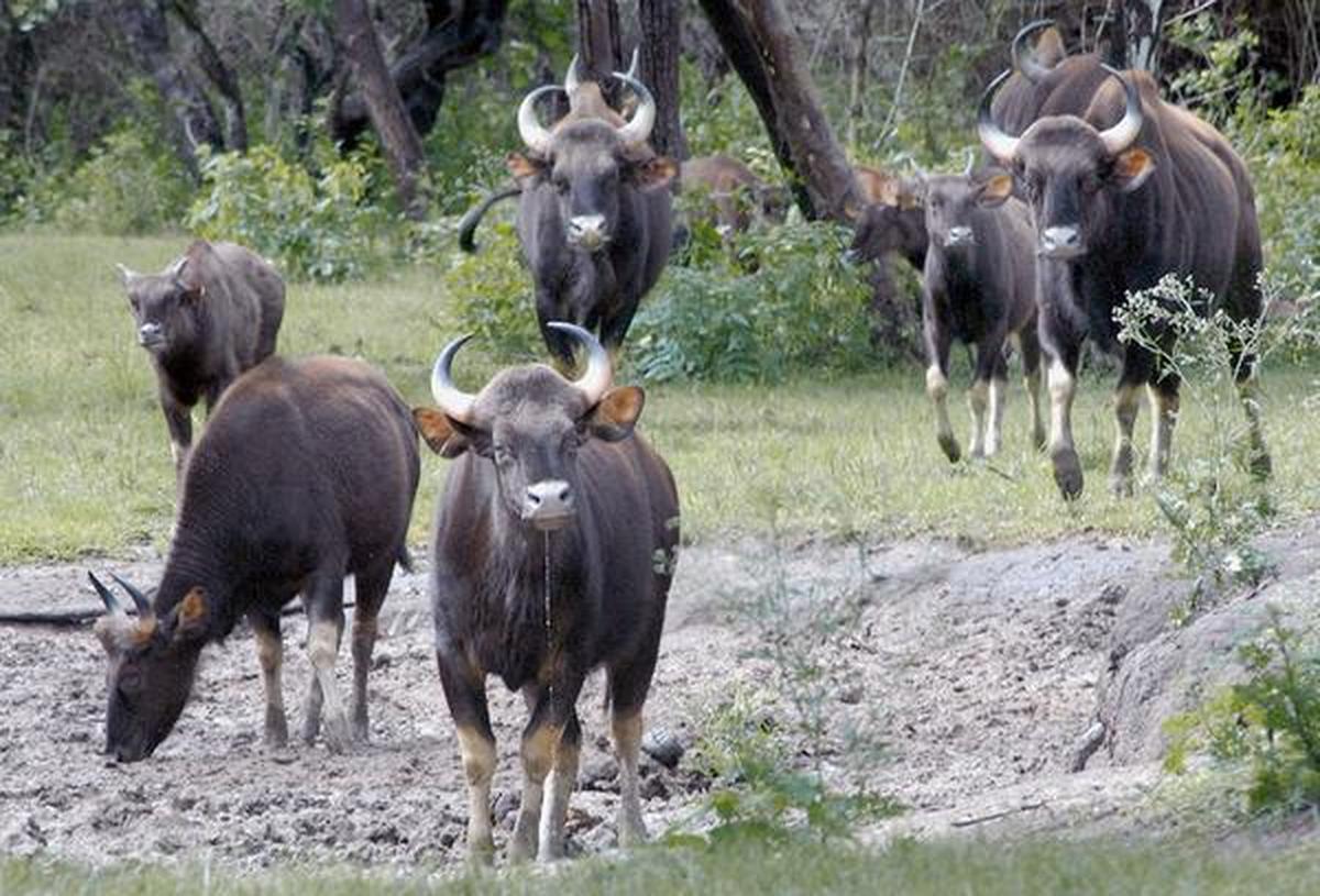 Conservation breeding of Indian bison to start soon - The Hindu