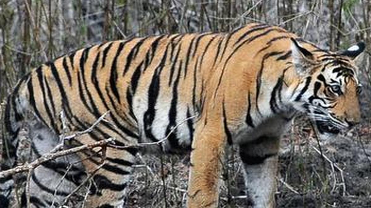 MP: Tigress found dead in Seoni forest near Pench National Park - The Hindu