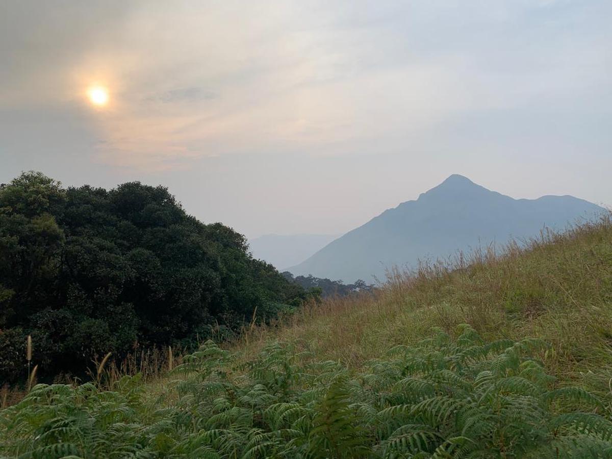 Shola forests in Sakleshpur, a biodiversity hotspot, face threat as ...