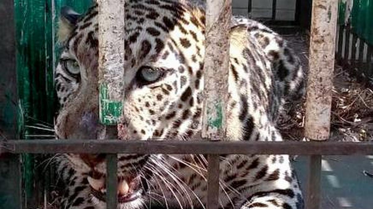 Leopard caught in Pandavapura taluk - The Hindu