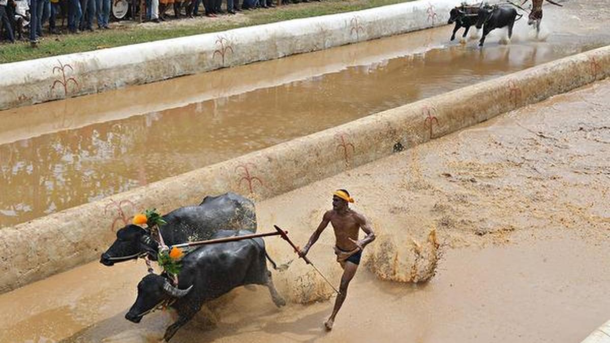 Kambala season set to begin from Saturday - The Hindu