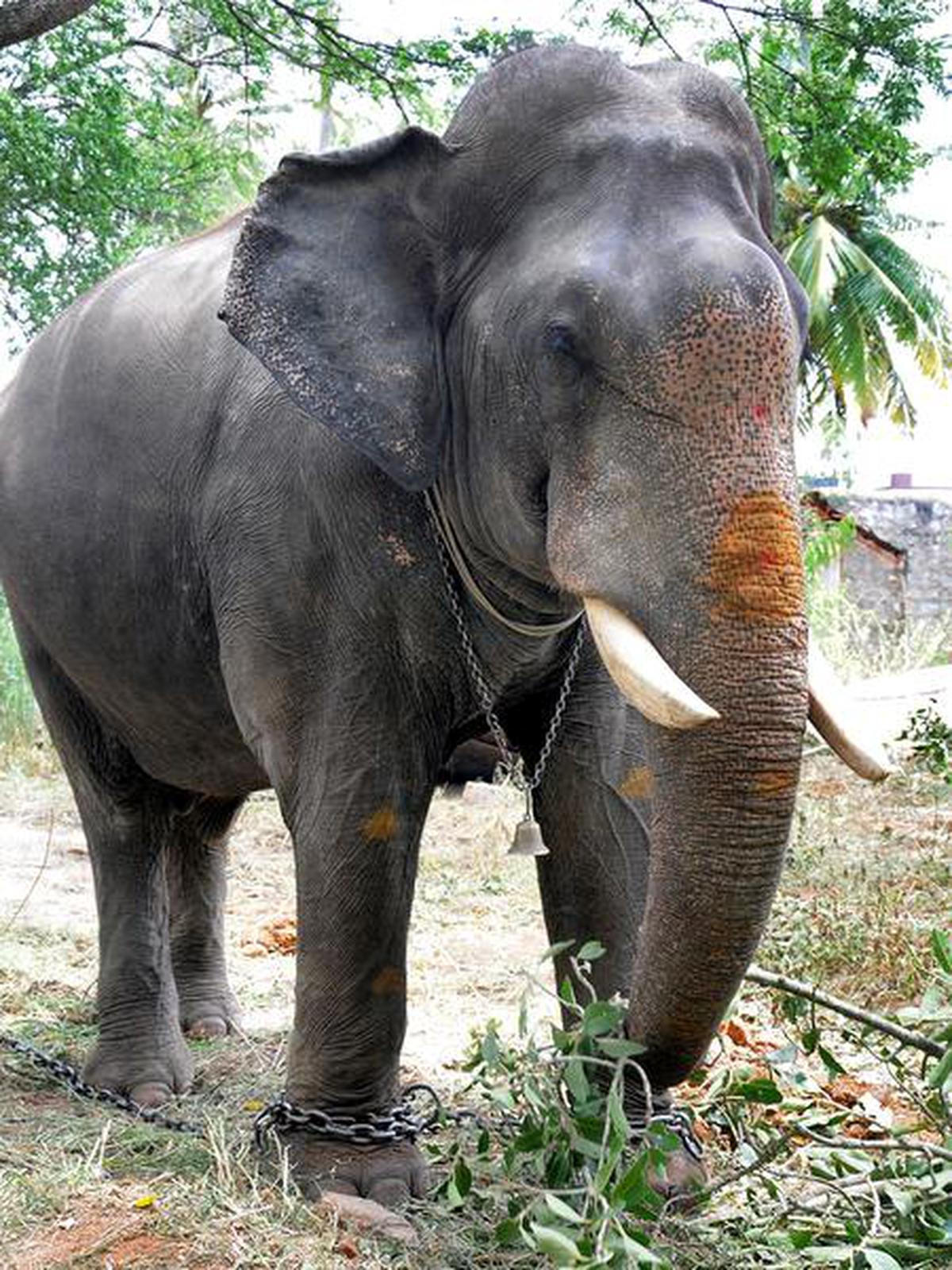 54-year-old Abhimanyu to carry golden howdah this Dasara - The Hindu