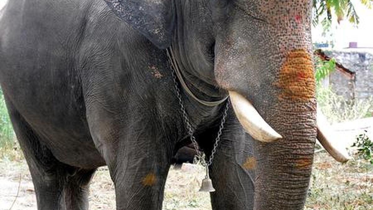 54-year-old Abhimanyu to carry golden howdah this Dasara - The Hindu