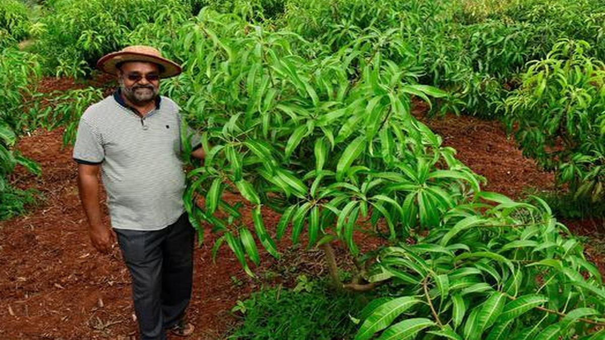 Scientist takes to farming, demonstrates innovative mango cultivation ...