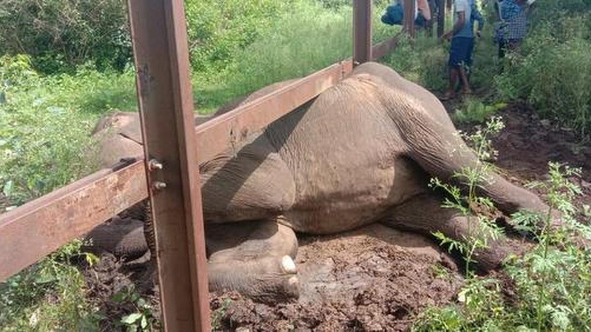 Elephant trapped by rail barricade, freed - The Hindu