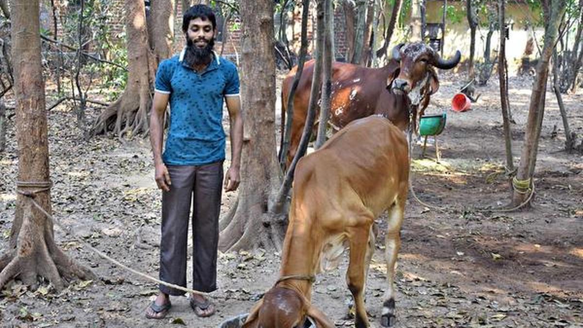 A family’s love for indigenous breeds of cattle - The Hindu
