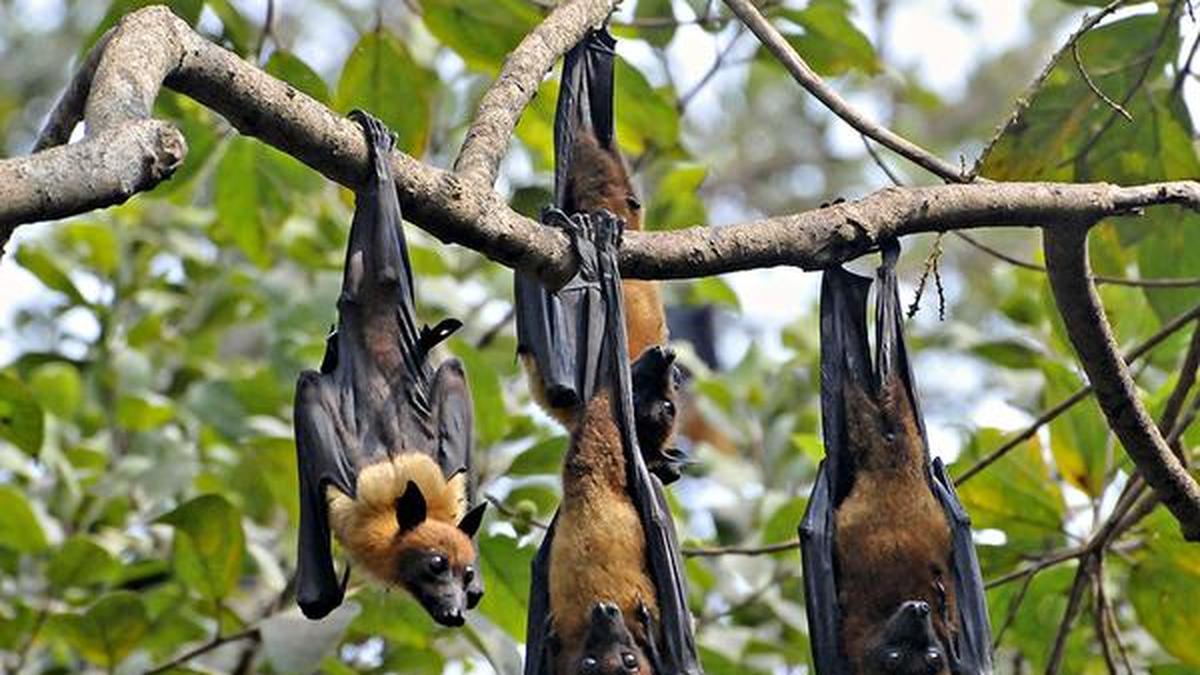 Bats turn villains amid scare - The Hindu