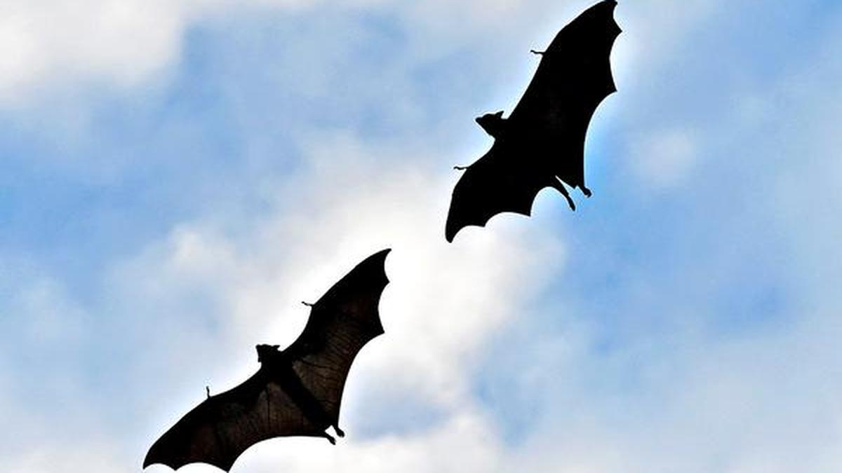 Stop villainising bats, say scientists and conservationists - The Hindu