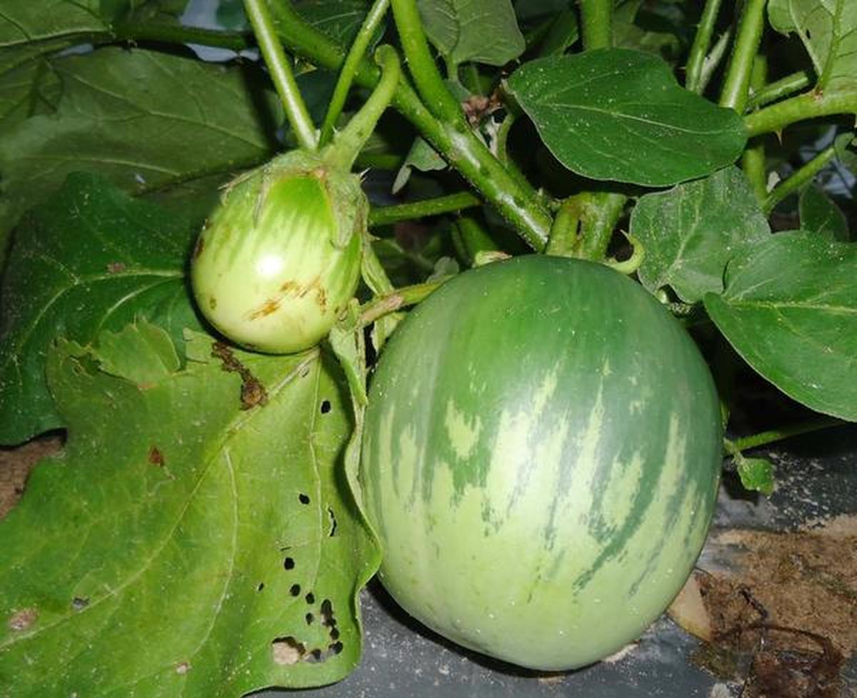 Mattu Gulla vegetable from Udupi set to sail abroad in 2020 - The Hindu