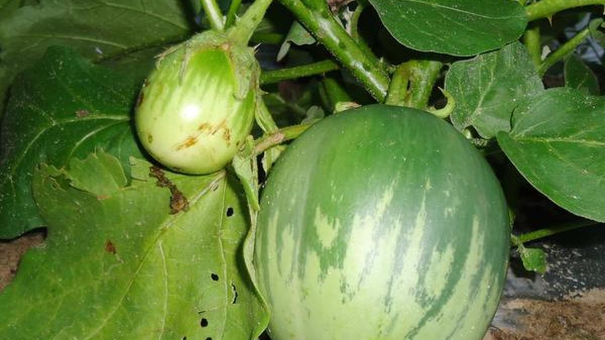 Mattu Gulla vegetable from Udupi set to sail abroad in 2020 - The Hindu