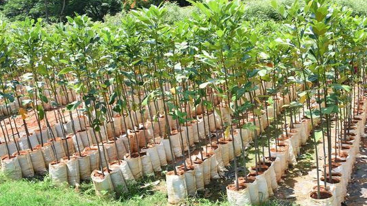 One million saplings to be distributed for planting in Mysuru district ...