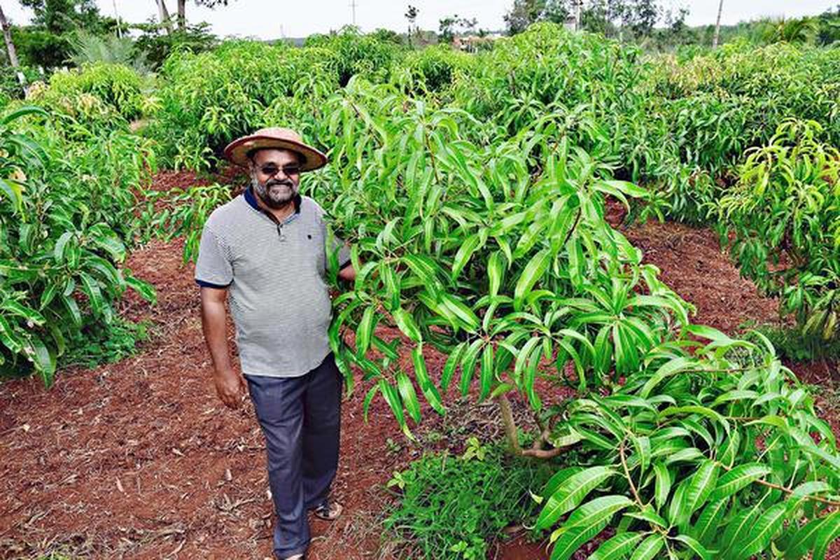 Scientist demonstrates innovative mango cultivation - The Hindu