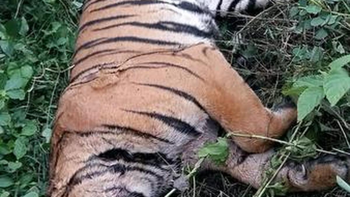 Tigress found dead near Bandipur - The Hindu