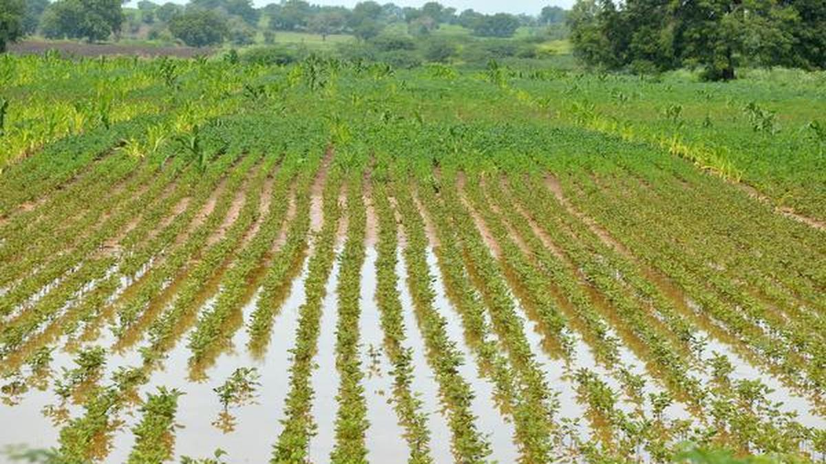 Alarm bells over shifting rainfall pattern - The Hindu