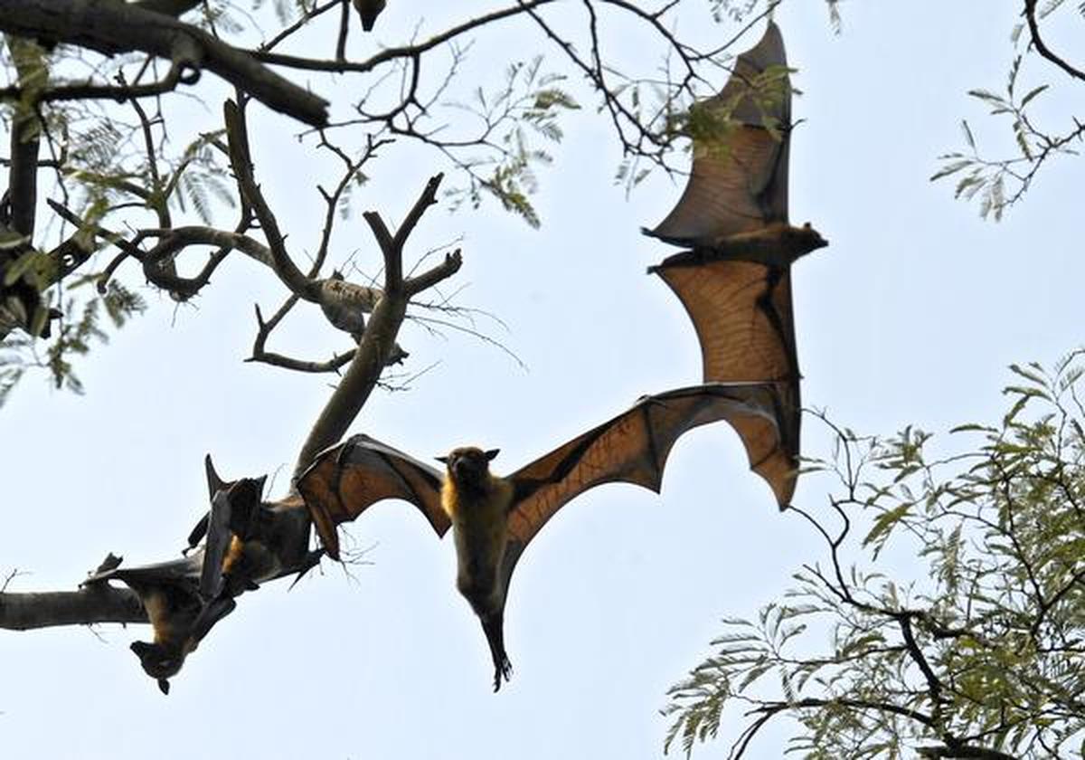 Trust gets a pat on the back for bat protection mission in Kolar - The ...