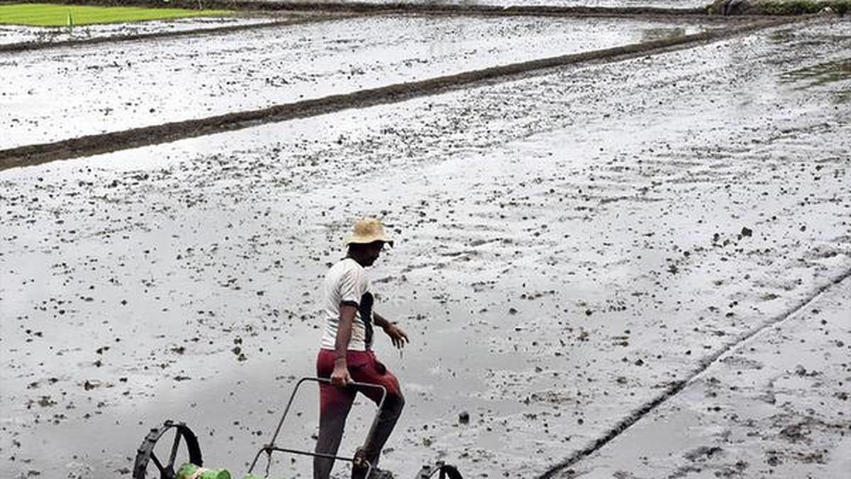 Sowing in State higher than last year thanks to copious rain - The Hindu