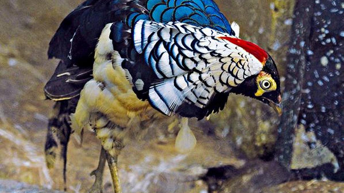 12 new arrivals at Tyavarekoppa safari - The Hindu