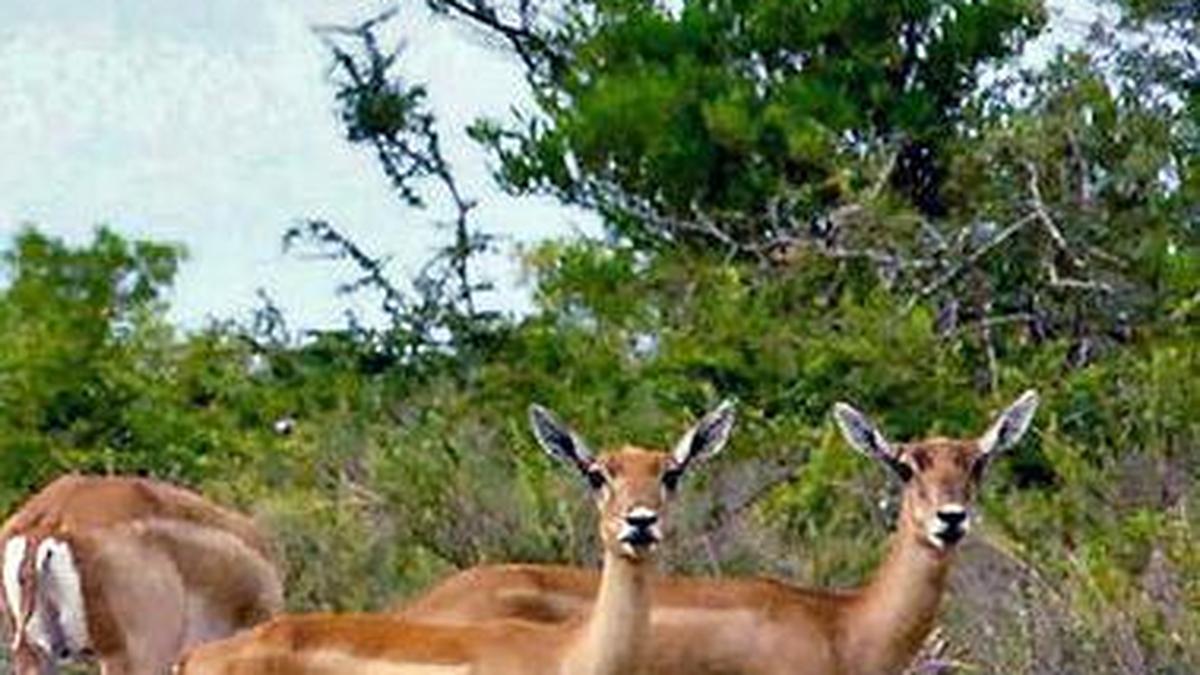 HC notice to State over diversion of Amruth Mahal kaval land for Upper ...