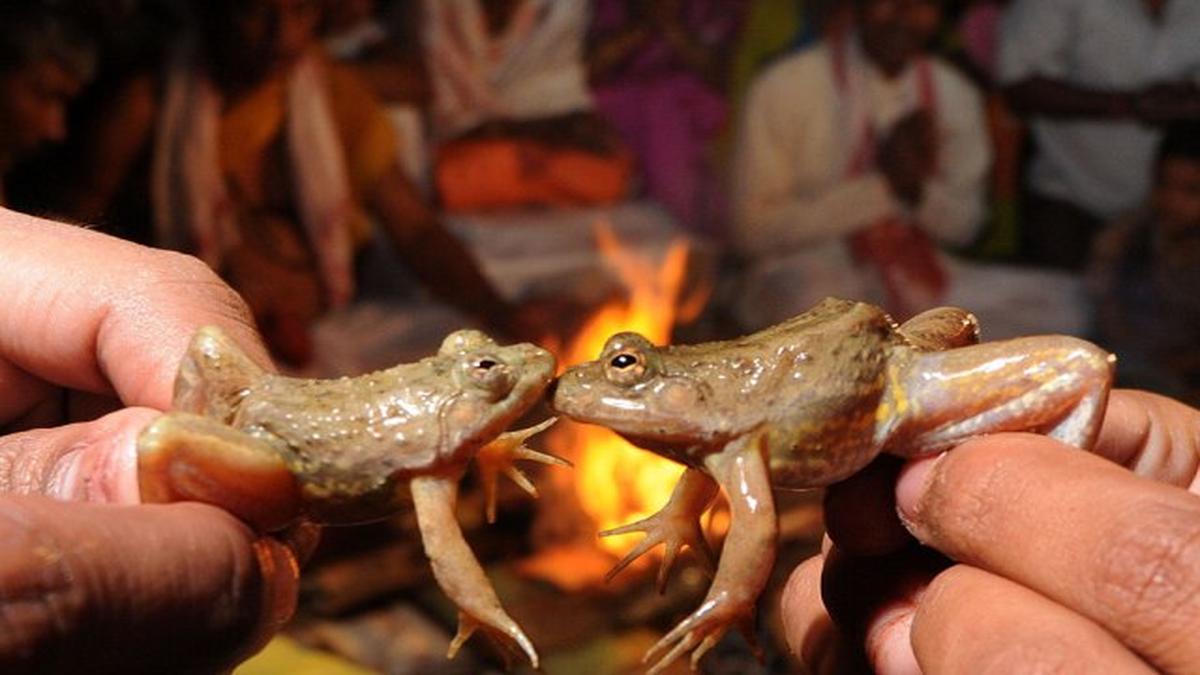 Wedding of frogs in Udupi for rains - The Hindu