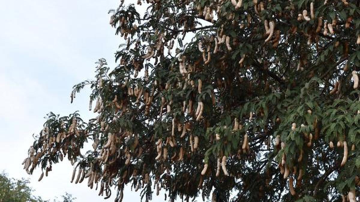 Unique tamarind tree to fetch ₹9 lakh over next one year - The Hindu