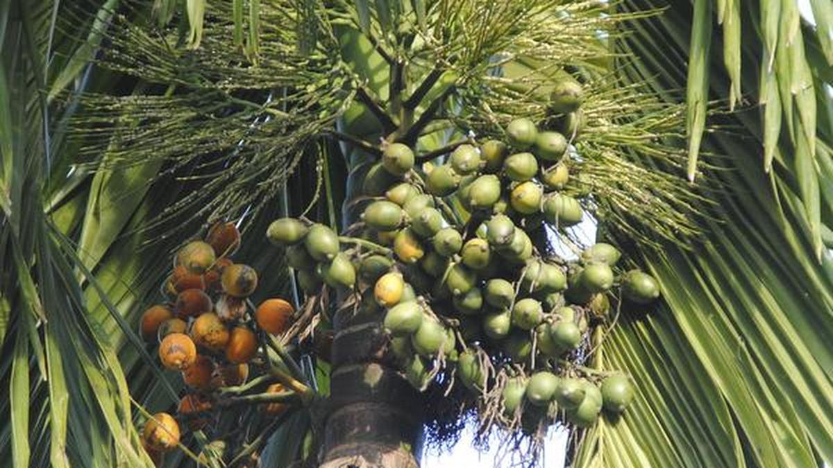 Growers want Centre to withdraw statement on effects of arecanut - The Hindu